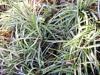 Clorofito - Chlorophytum comosum - Jardineiro.net