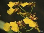 Chuva-de-ouro - Oncidium sp - Jardineiro.net