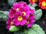 Prímula - Primula x polyantha - Jardineiro.net