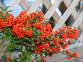 Piracanta - Pyracantha coccinea - Jardineiro.net