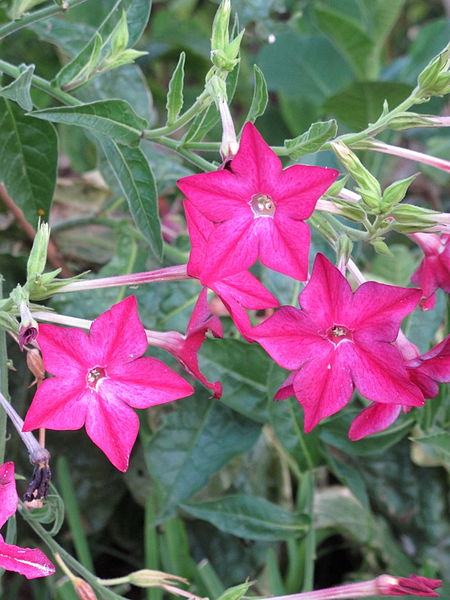 Tabaco-ornamental - Nicotiana alata - Jardineiro.net