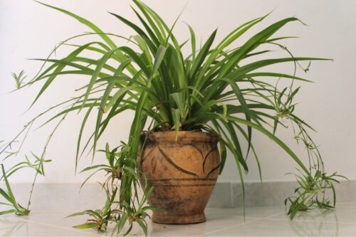 Clorofito - Chlorophytum comosum - Jardineiro.net