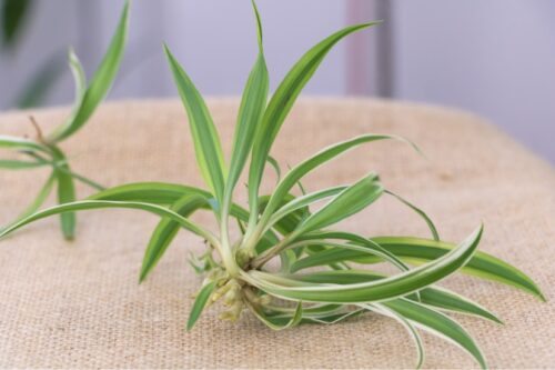 Clorofito - Chlorophytum comosum - Jardineiro.net