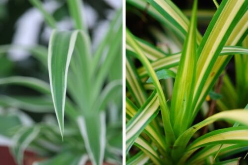 Clorofito - Chlorophytum comosum - Jardineiro.net