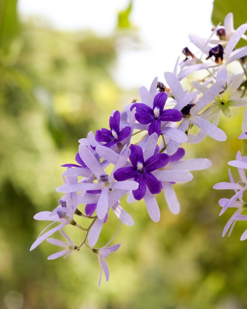 Flor-de-são-miguel - Petrea volubilis - Jardineiro.net