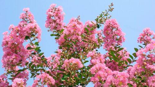 Resedá - Lagerstroemia indica - Jardineiro.net