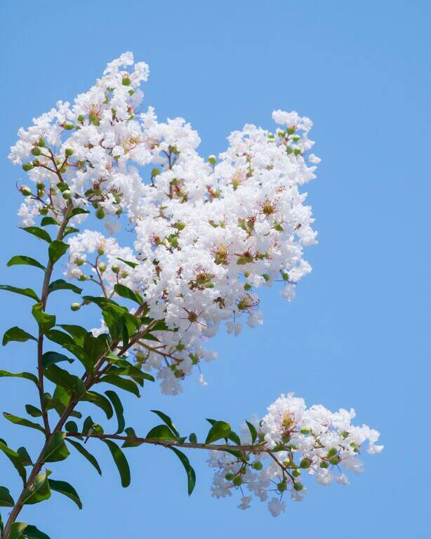 Resedá - Lagerstroemia indica - Jardineiro.net