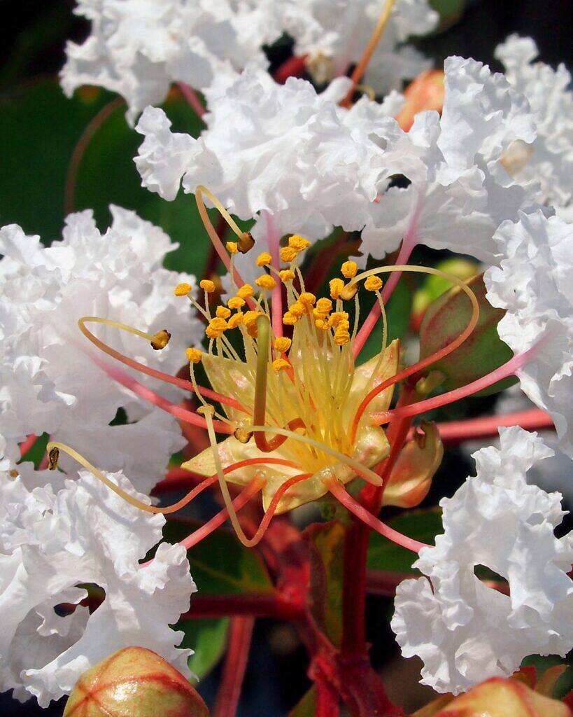 Resedá - Lagerstroemia indica - Jardineiro.net