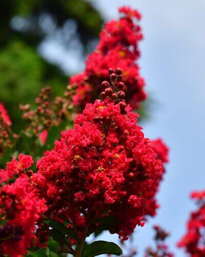 Resedá - Lagerstroemia indica - Jardineiro.net