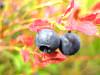 Mirtilo - Vaccinium sp - Jardineiro.net