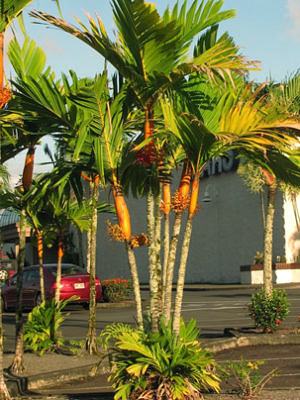 Areca-dourada - Areca vestiaria - Jardineiro.net