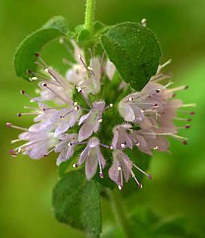 Poejo - Mentha pulegium - Jardineiro.net
