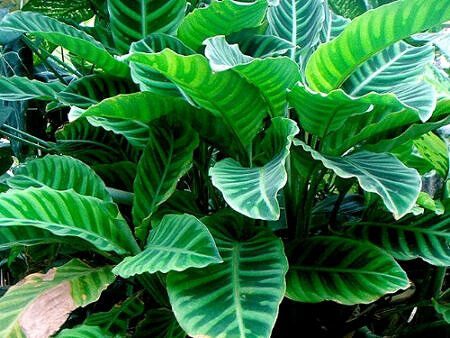Maranta-zebra - Goeppertia zebrina - Jardineiro.net