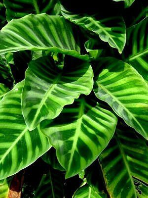 Maranta-zebra - Goeppertia zebrina - Jardineiro.net