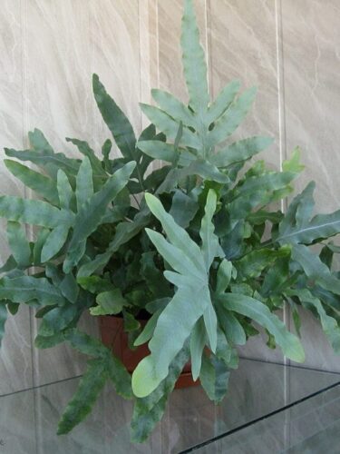 Samambaia-azul - Phlebodium aureum - Jardineiro.net