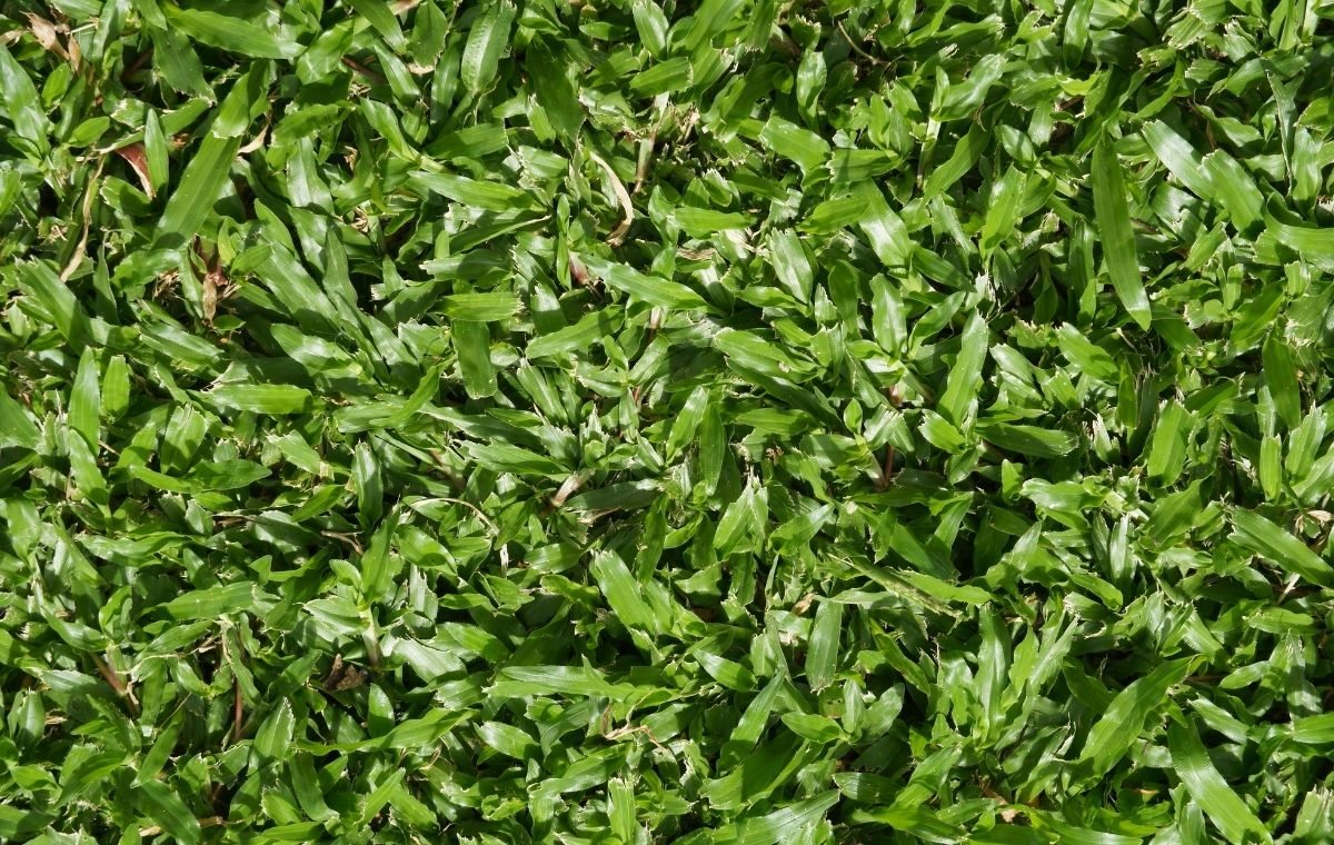 Como Escolher o Tipo de Grama Certo para o Jardim - Jardineiro.net