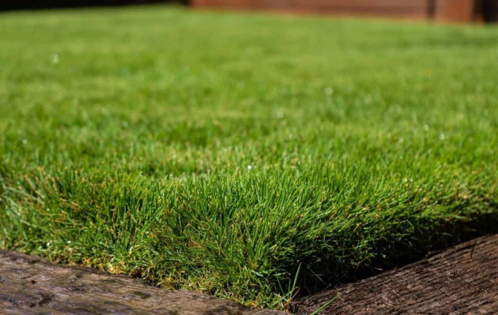 Zeon Zoysia