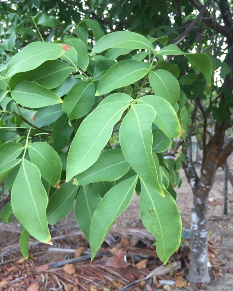 Mamoncillo - Melicoccus bijugatus - Jardineiro.net