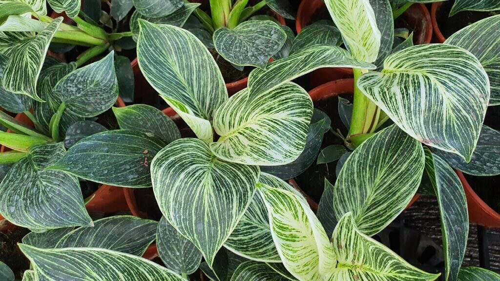 Filodendro 'Birkin' - Philodendron 'Birkin' - Jardineiro.net