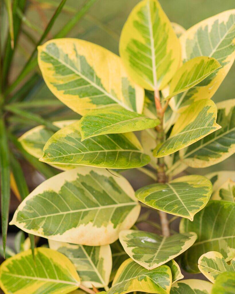 Árvore-do-conselho - Ficus altissima - Jardineiro.net