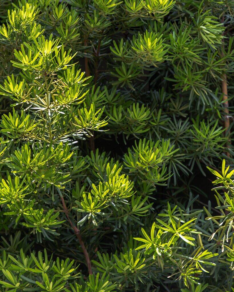 40 Arbustos para Cercas Vivas bem fechadas - Jardineiro.net