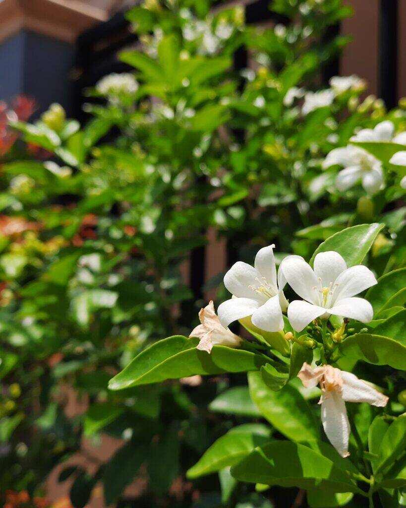 40 Arbustos para Cercas Vivas bem fechadas - Jardineiro.net