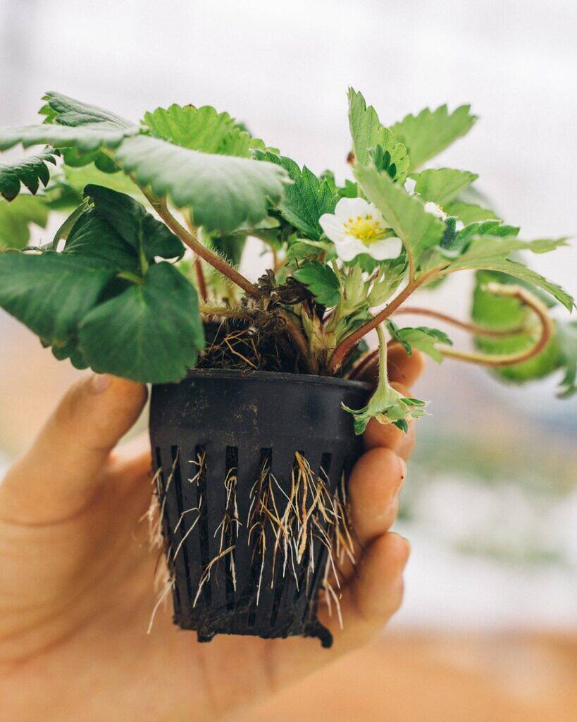 Como Plantar Morango em Casa: Guia Completo para Iniciantes ...