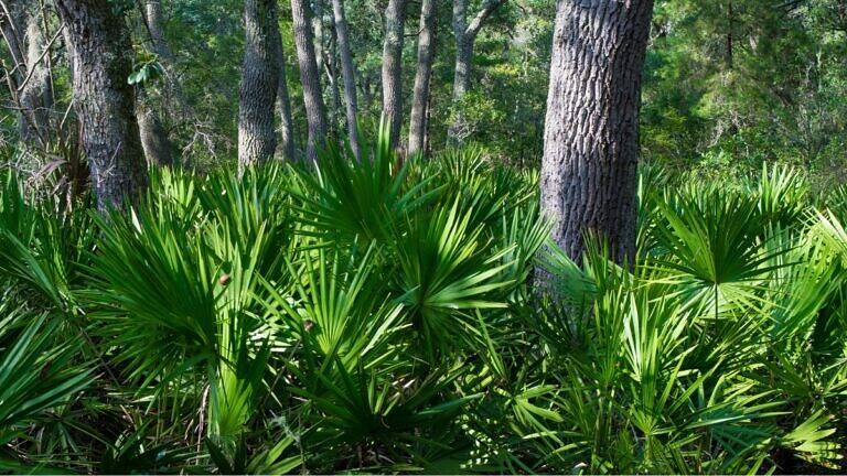 Saw palmetto - Serenoa repens - Jardineiro.net