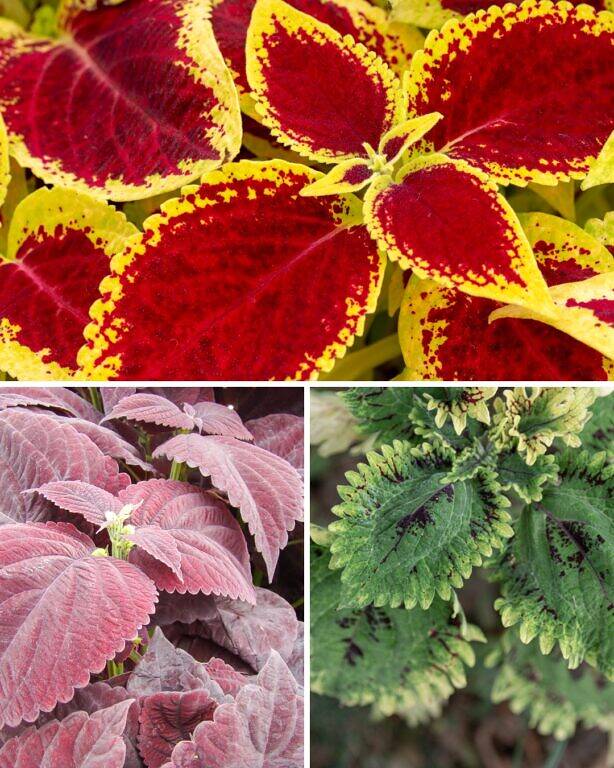 50 Plantas com Folhas Coloridas para o seu Jardim - Jardineiro.net