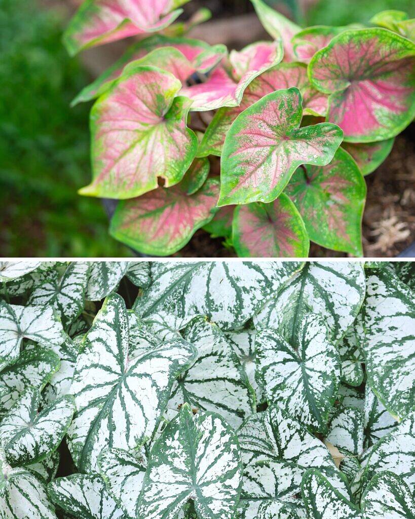 50 Plantas com Folhas Coloridas para o seu Jardim - Jardineiro.net