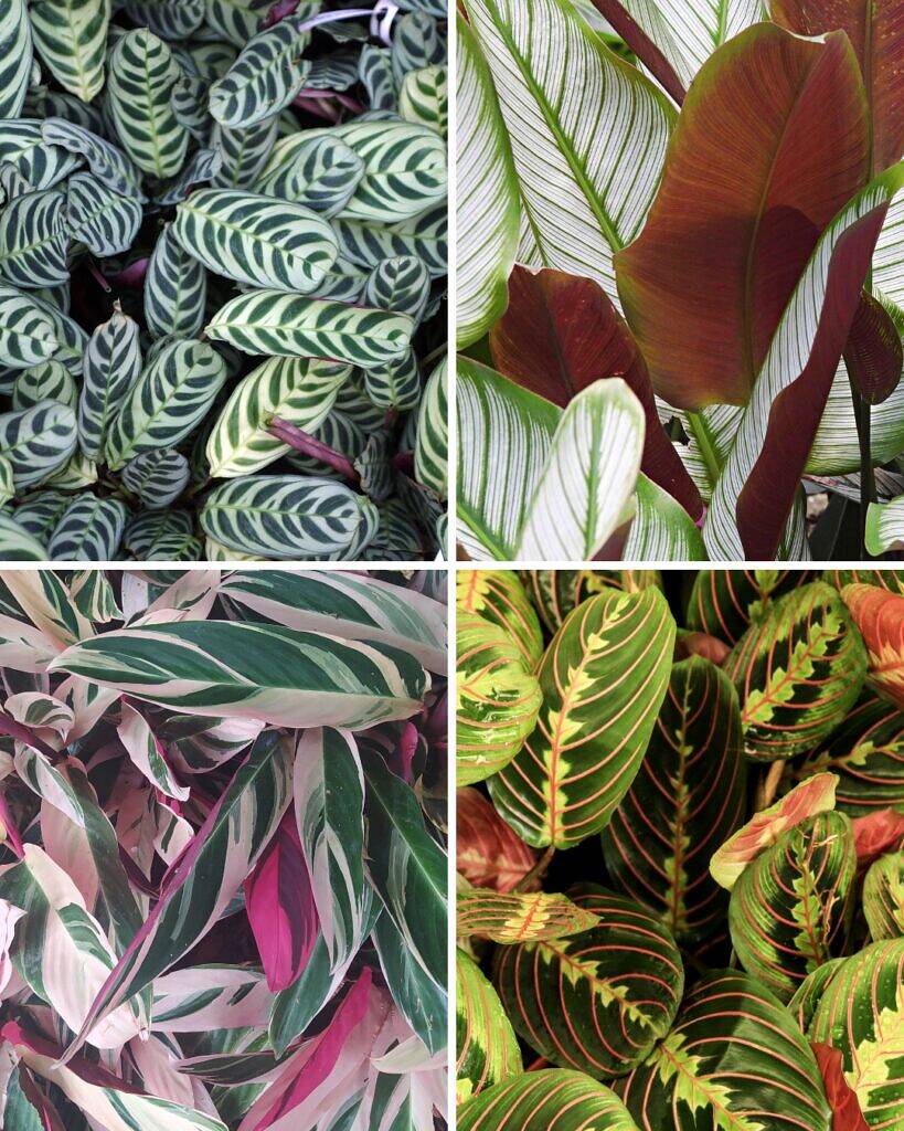 50 Plantas com Folhas Coloridas para o seu Jardim - Jardineiro.net