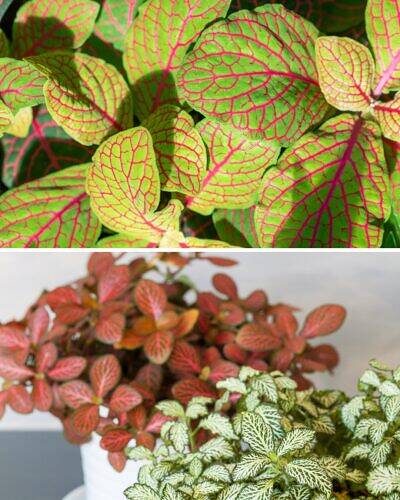 50 Plantas com Folhas Coloridas para o seu Jardim - Jardineiro.net