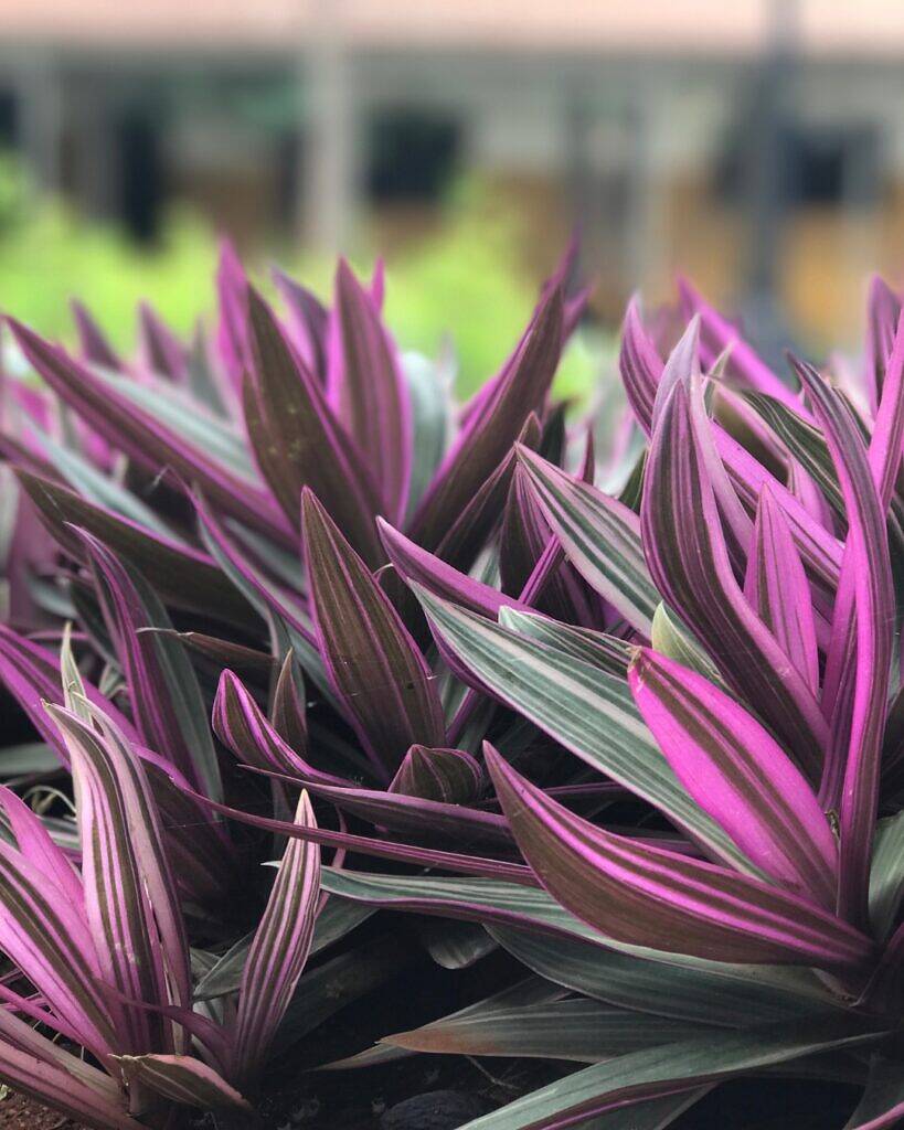 50 Plantas com Folhas Coloridas para o seu Jardim - Jardineiro.net