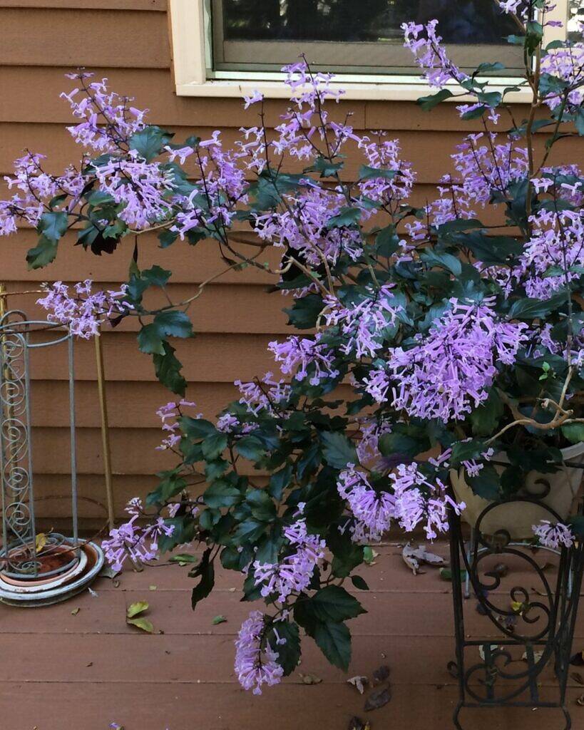 50 Plantas com Folhas Coloridas para o seu Jardim - Jardineiro.net
