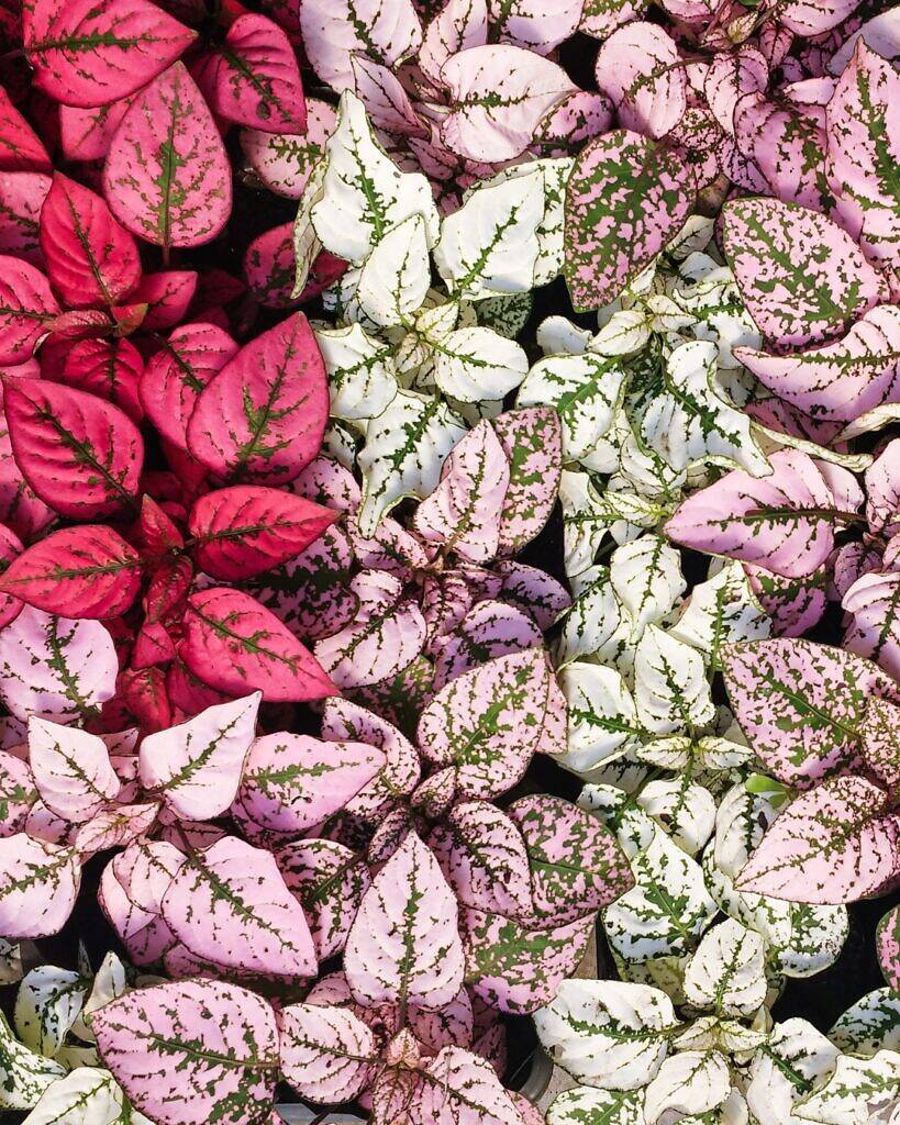 50 Plantas com Folhas Coloridas para o seu Jardim - Jardineiro.net