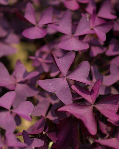 50 Plantas com Folhas Coloridas para o seu Jardim - Jardineiro.net