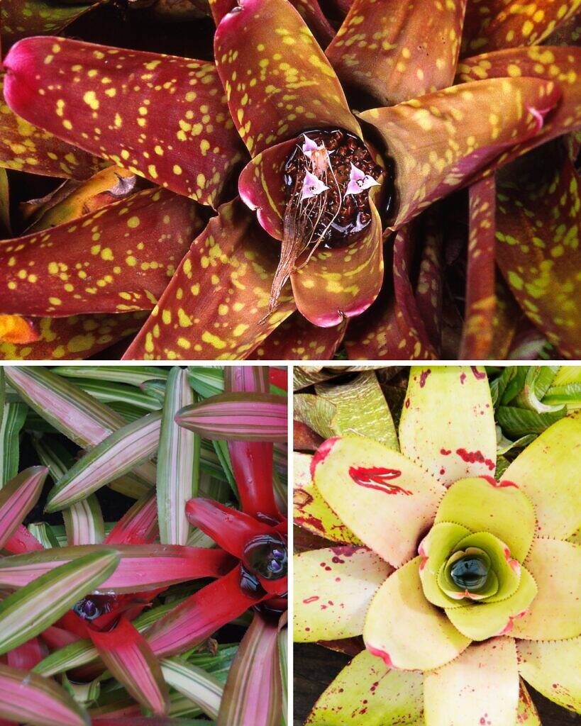 50 Plantas com Folhas Coloridas para o seu Jardim - Jardineiro.net