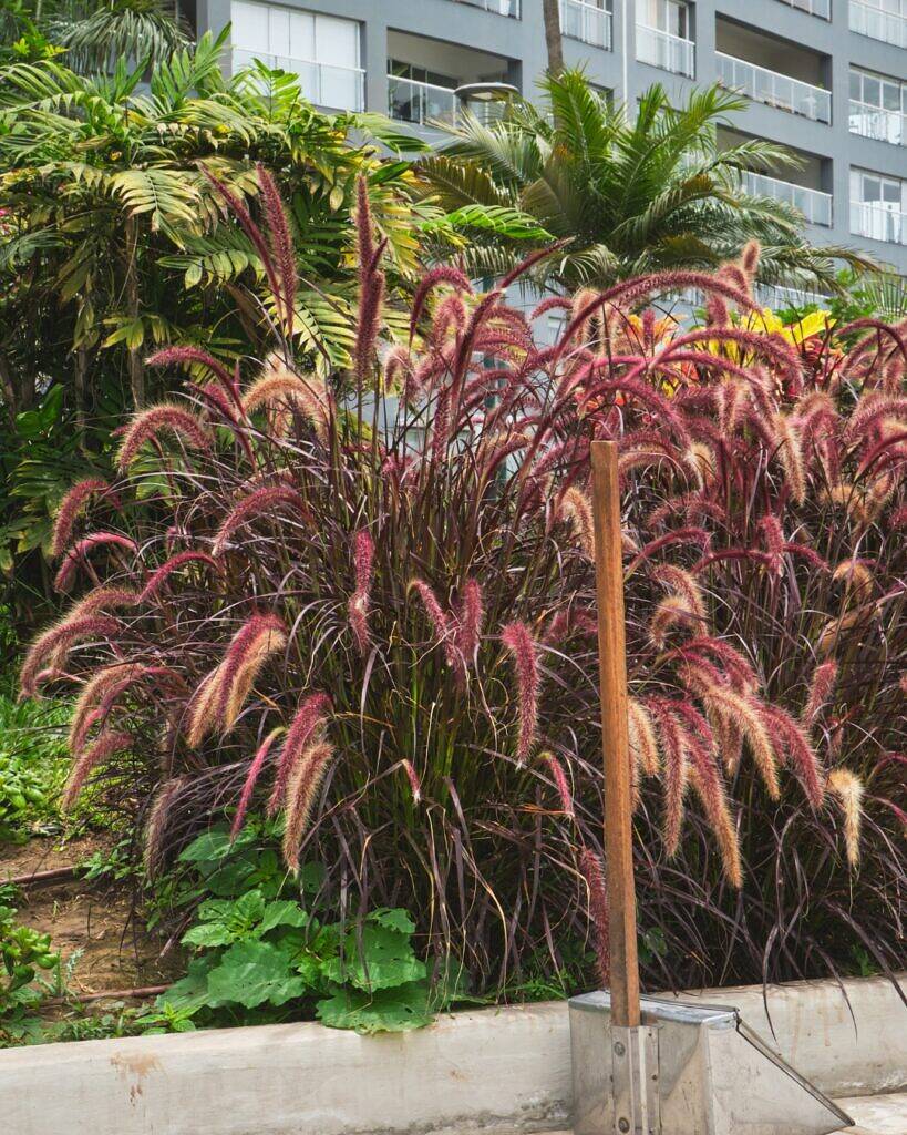50 Plantas com Folhas Coloridas para o seu Jardim - Jardineiro.net
