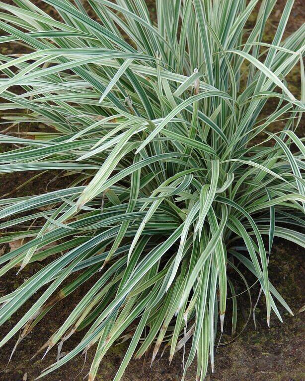 50 Plantas com Folhas Coloridas para o seu Jardim - Jardineiro.net