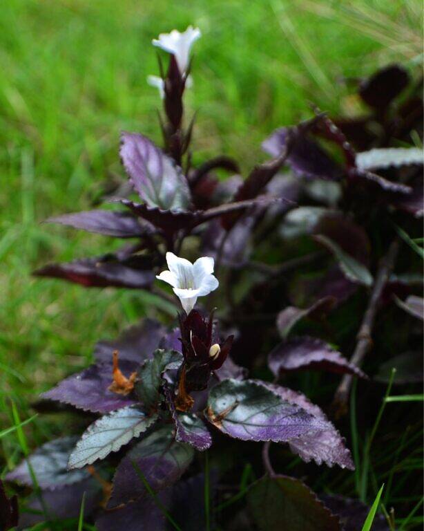 50 Plantas com Folhas Coloridas para o seu Jardim - Jardineiro.net