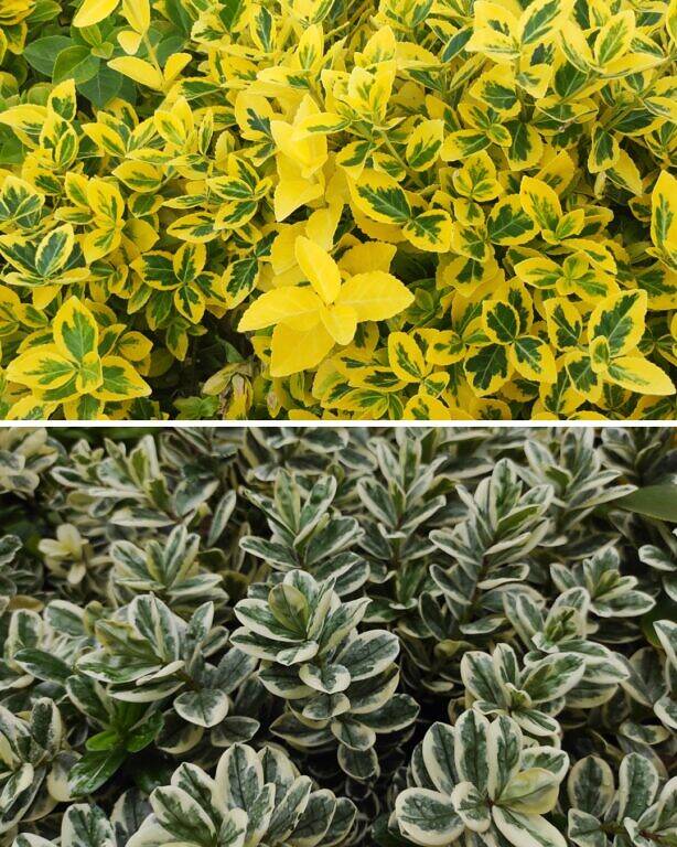 50 Plantas com Folhas Coloridas para o seu Jardim - Jardineiro.net