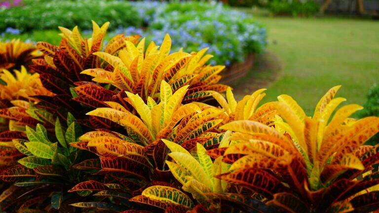 50 Plantas com Folhas Coloridas para o seu Jardim - Jardineiro.net