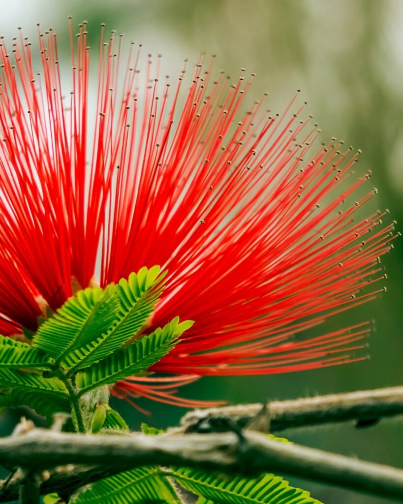Plantas para Taludes: 28 Espécies para conter a erosão - Jardineiro.net