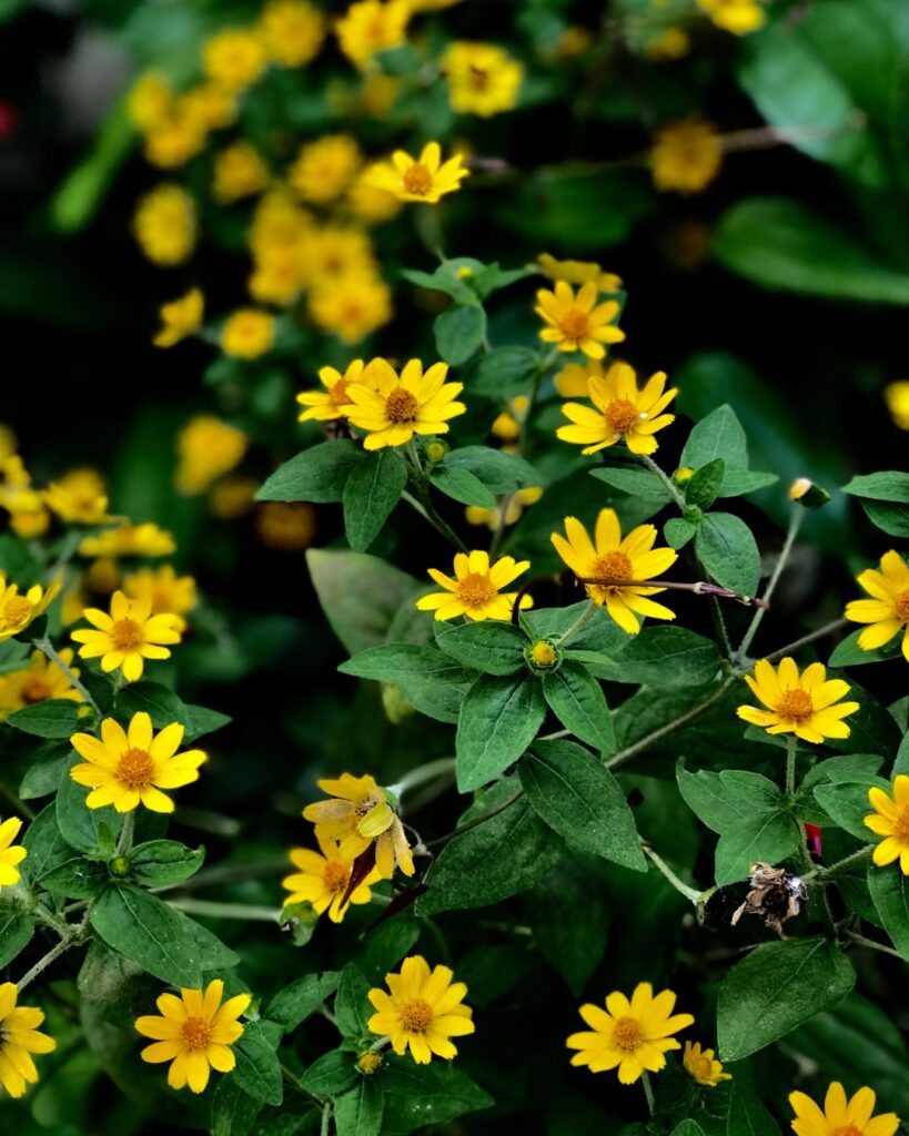 Plantas para Taludes: 28 Espécies para conter a erosão - Jardineiro.net